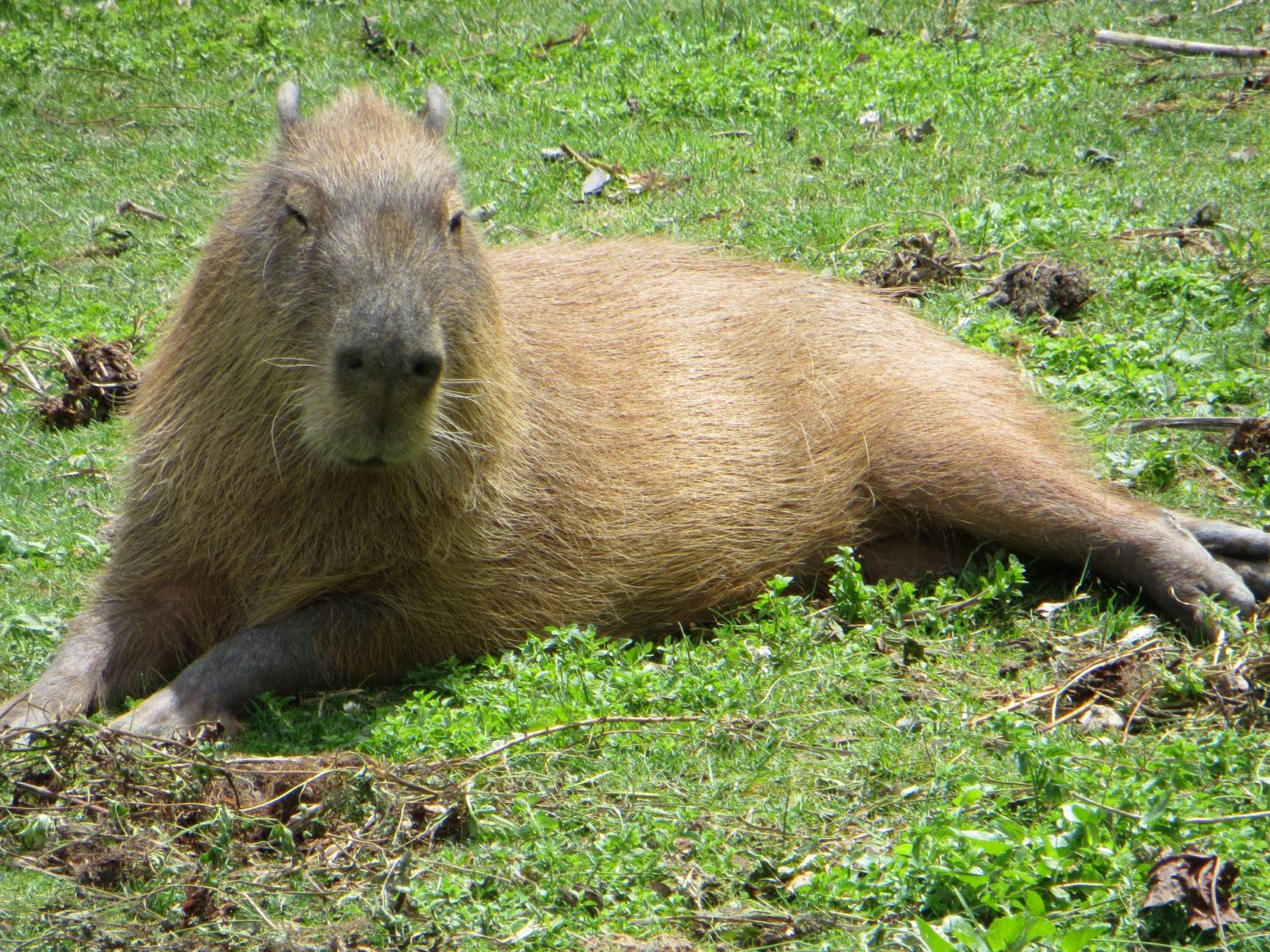 Capybara - Parc animalier à Bordeaux, zoo avec activités - Ferme Exotique